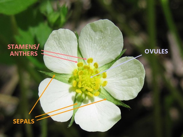 Give Me A Smile: STRAWBERRY